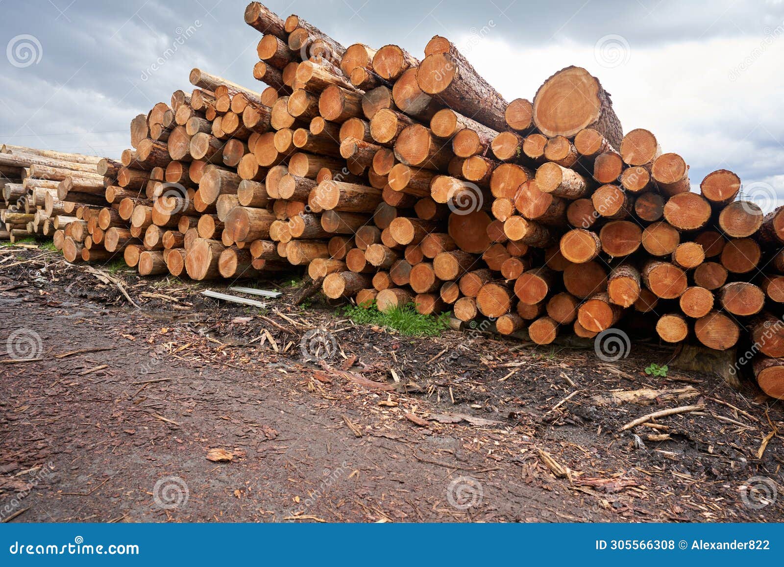 Stacked Round Wooden Blocks Background. Pine Tree Cut and Stacked Stock ...
