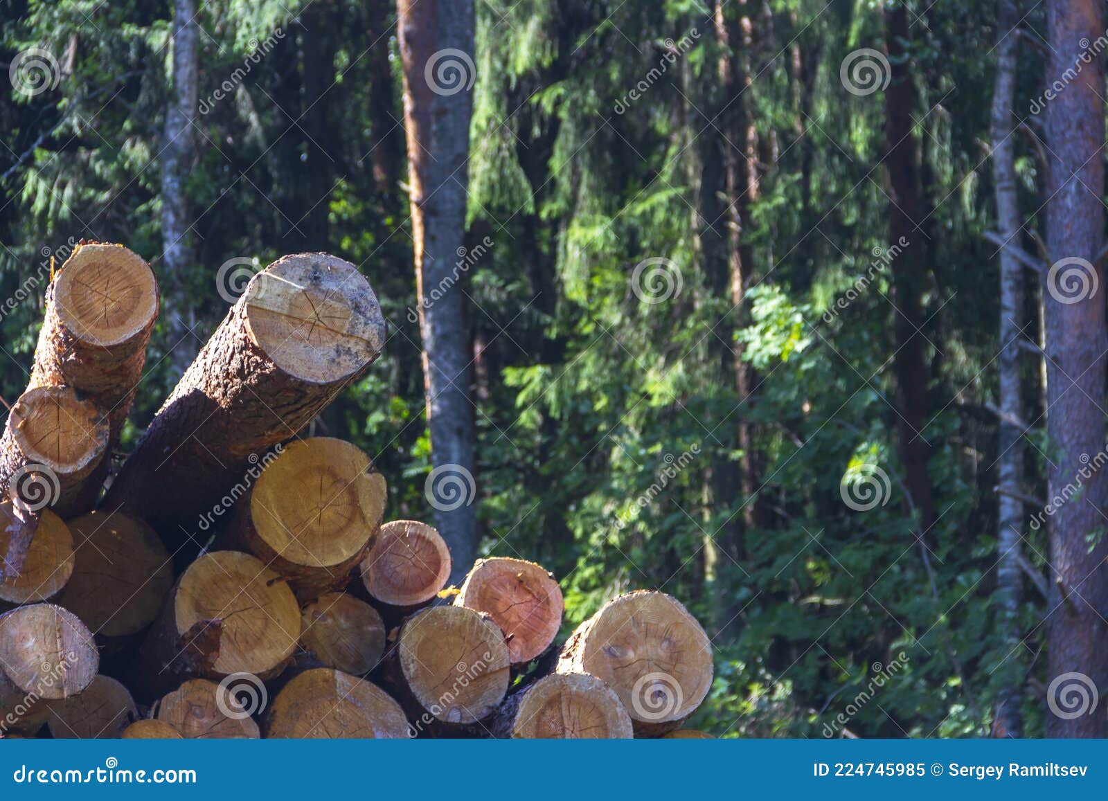 Stacked Sawn Pine Logs. Logging in the North of Russia Stock Image ...
