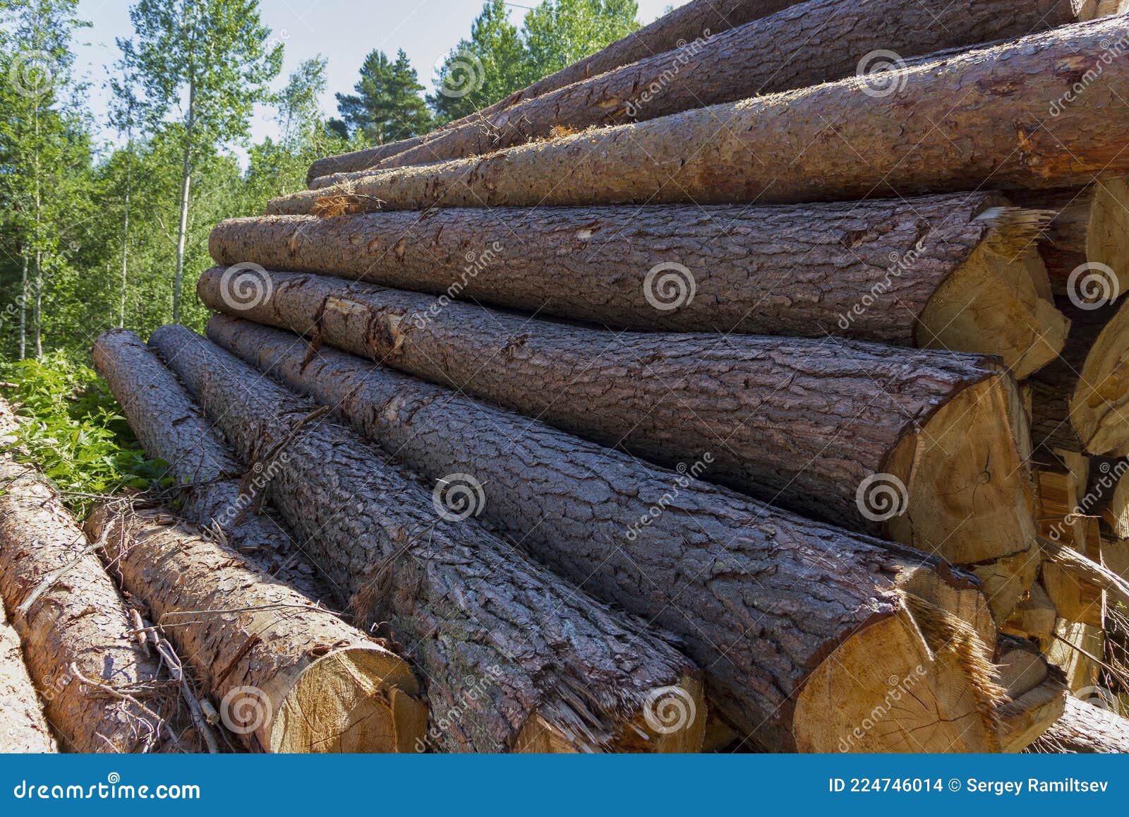 Stacked Sawn Logs. Prepared Firewood In The Yard, On The Street, For ...