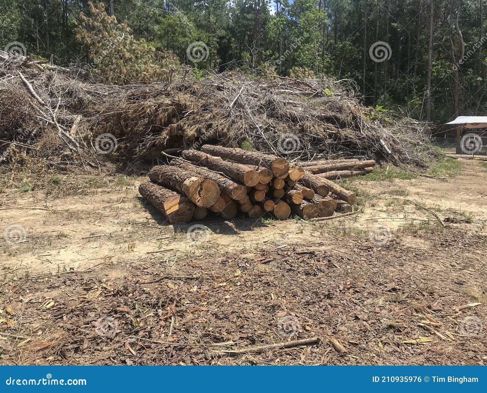 Stacked Short Logs from Logging Project Stock Photo - Image of stacked ...