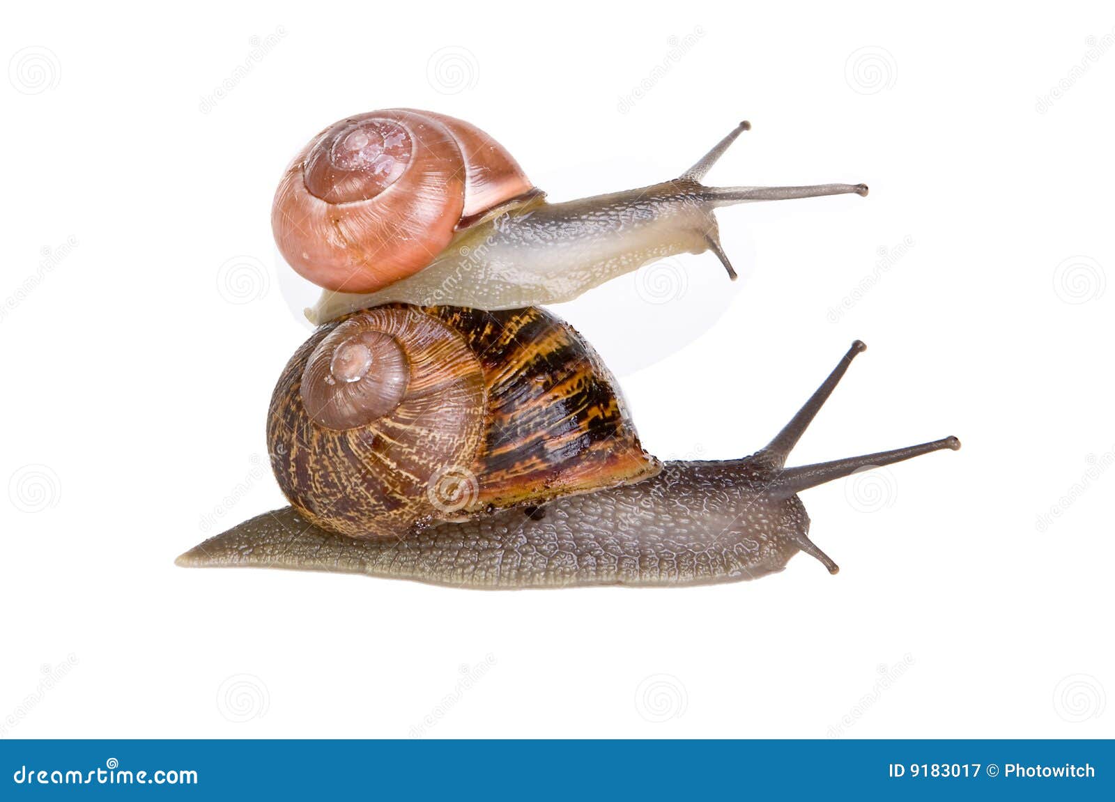Stacked snails stock image. Image of stack, escargots - 9183017