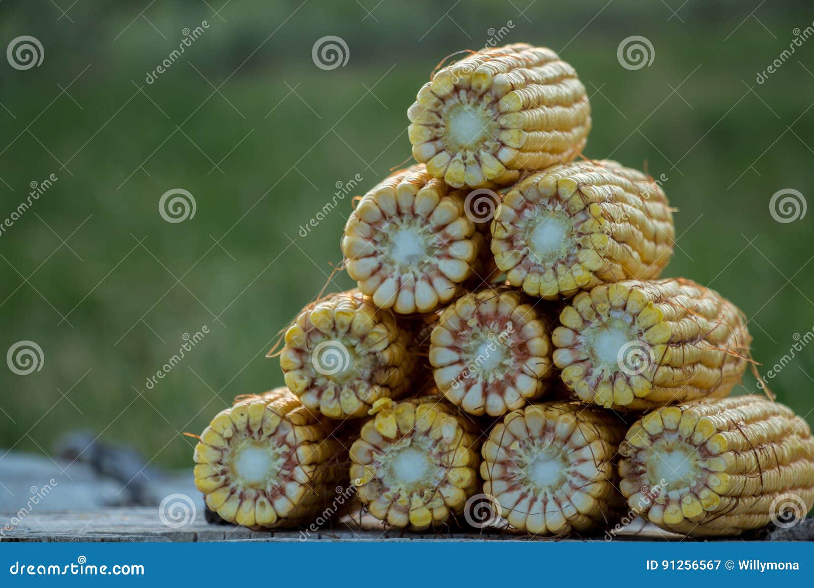 Stacked spikes of corn stock image. Image of scenery - 91256567