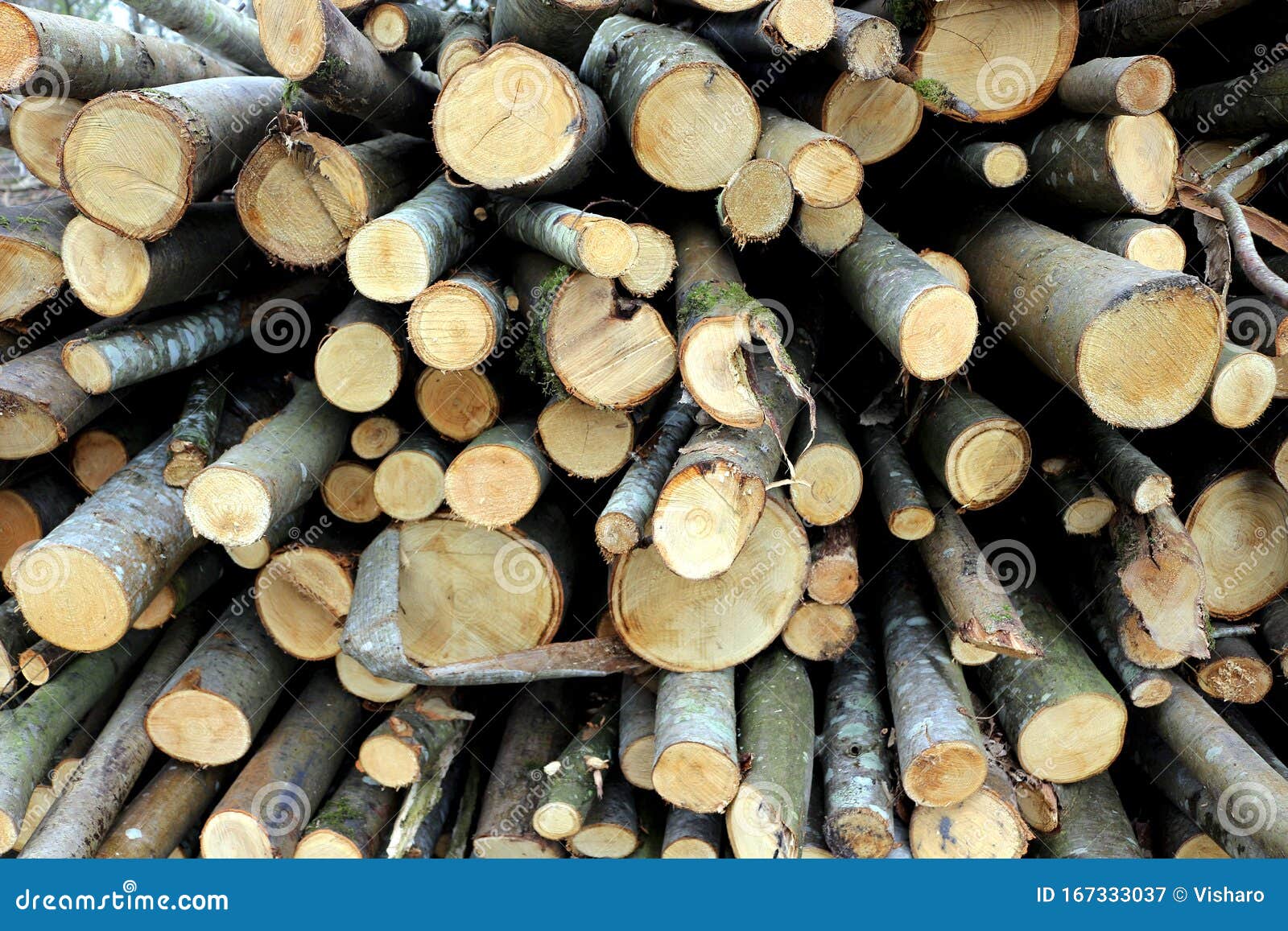 Stacked thin logs stock image. Image of background, coppiced - 167333037