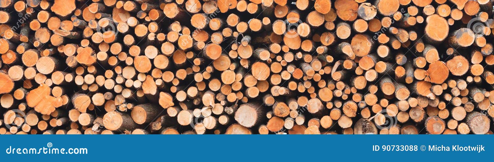Stacked Timber in a Dutch Forrest Stock Photo - Image of timber ...