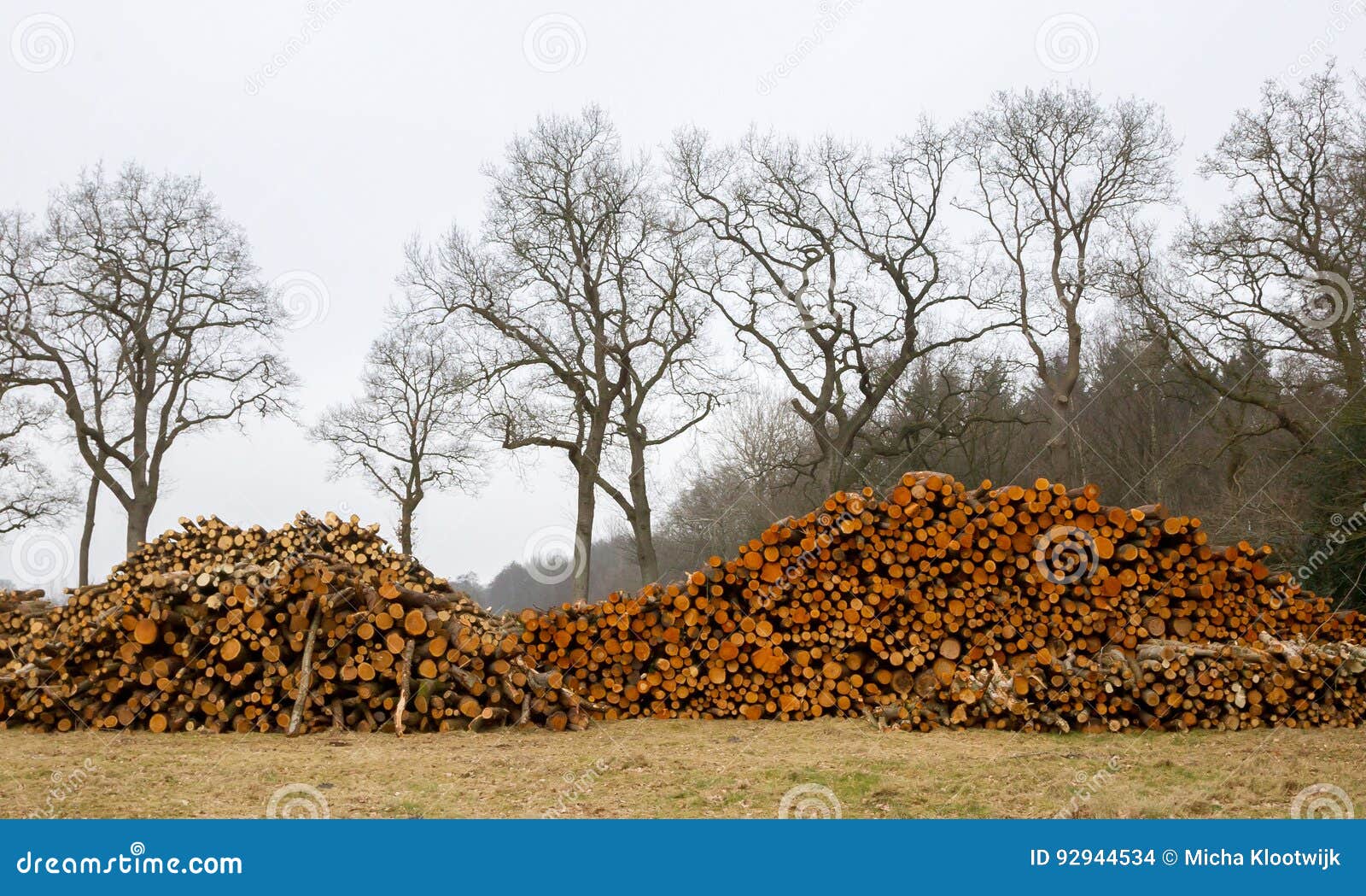 Stacked Timber in a Dutch Forrest Stock Photo - Image of nature ...