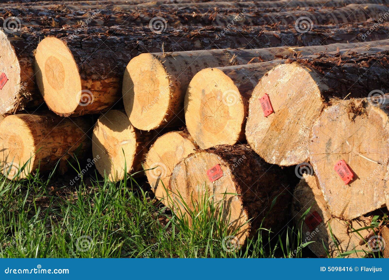 Stacked timber logs stock photo. Image of rough, round - 5098416