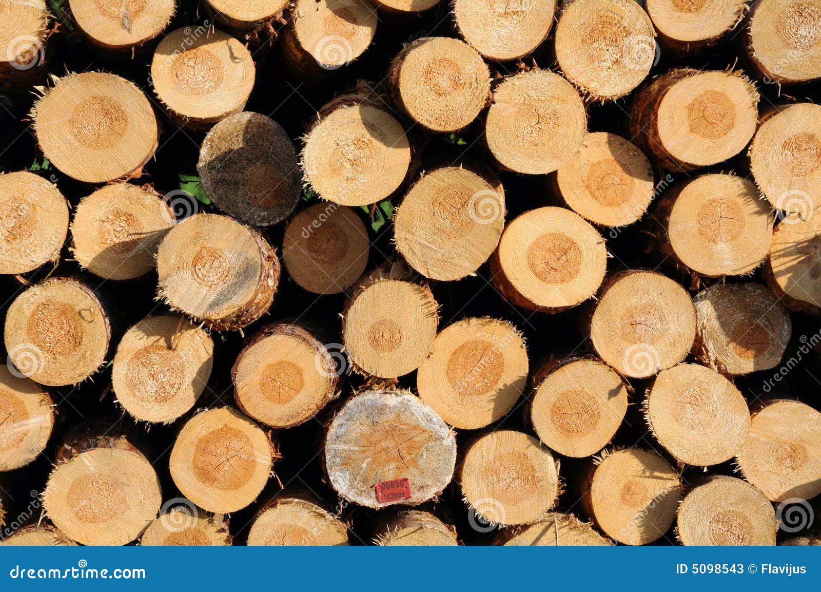 Stacked timber logs stock image. Image of forest, heap - 5098543