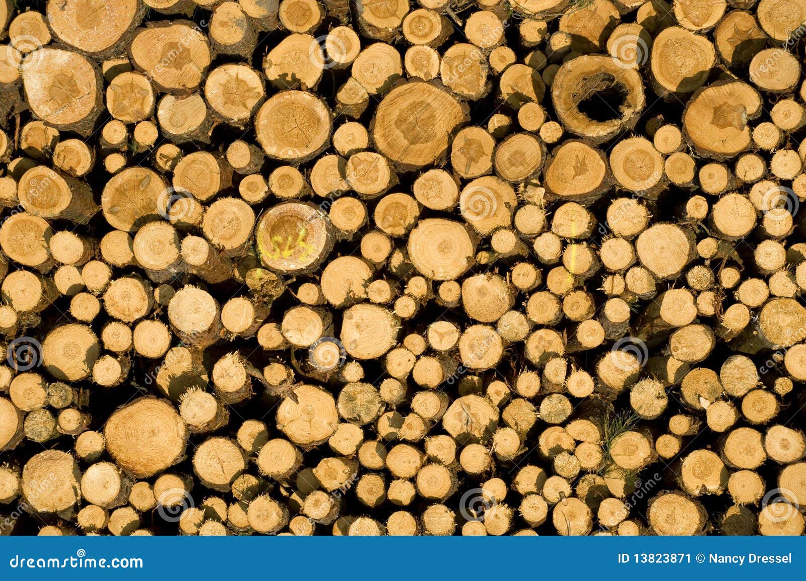 Stacked Timber Logs, Biomass Stock Image - Image of pine, sawn: 13823871