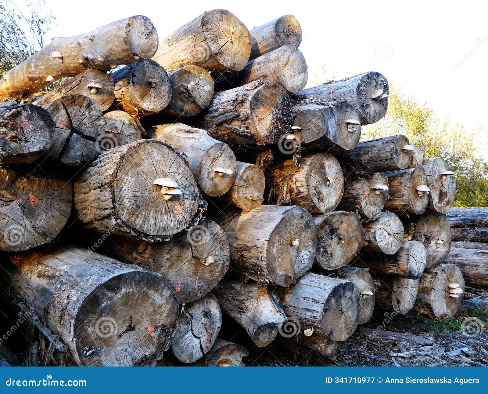 Stacked Timber Logs in Countryside Setting Stock Image - Image of pile ...