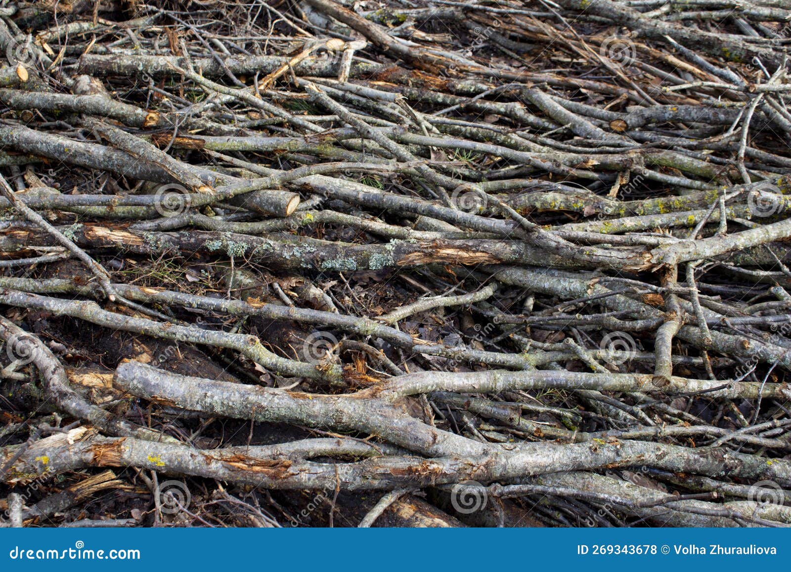 Stacked Tree Branches and Twigs Texture. Thin Long Wood Laid and ...