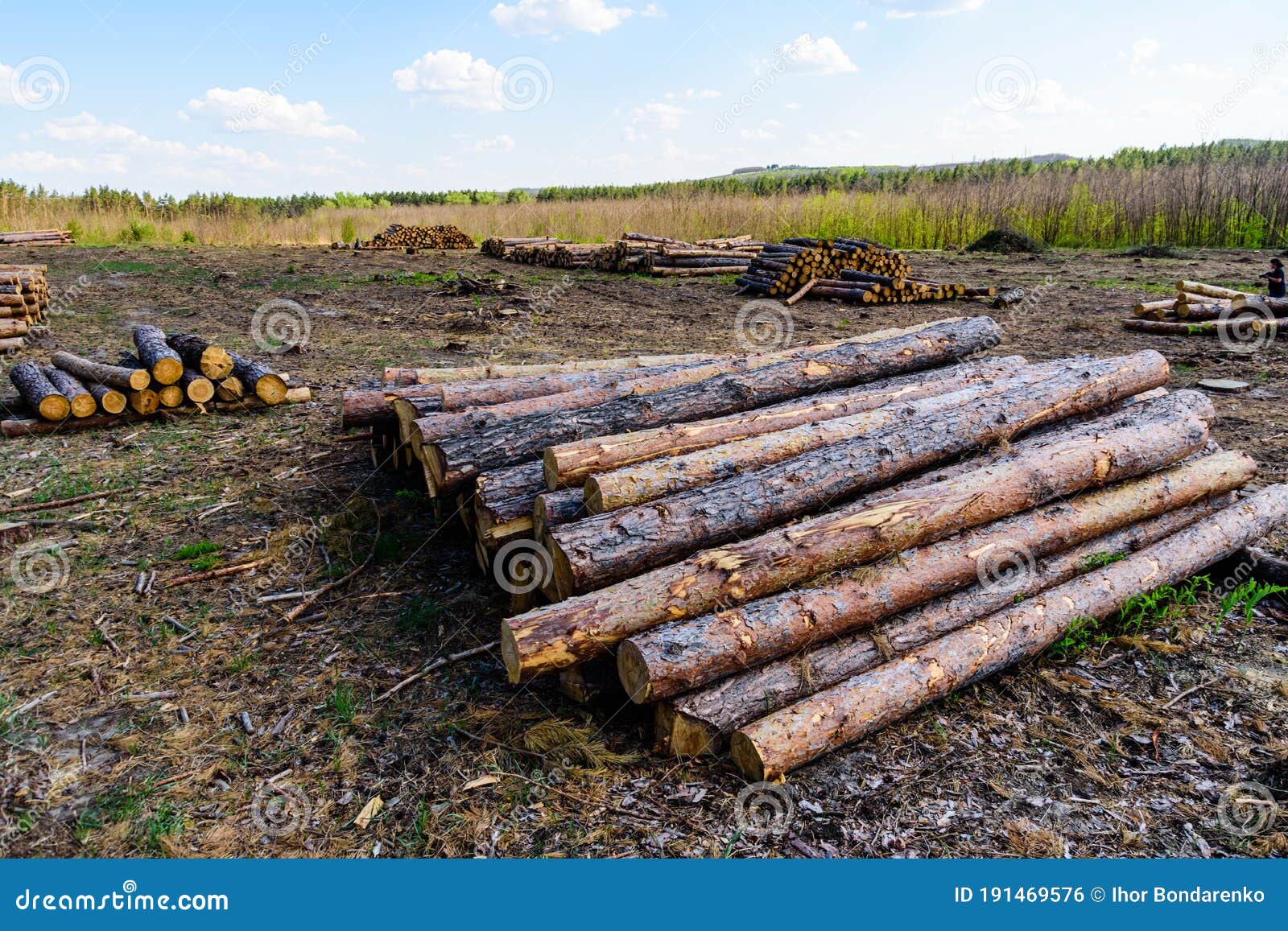 Stacked Tree Logs of Pine Wood in the Forest. Forest Felling. Timber ...