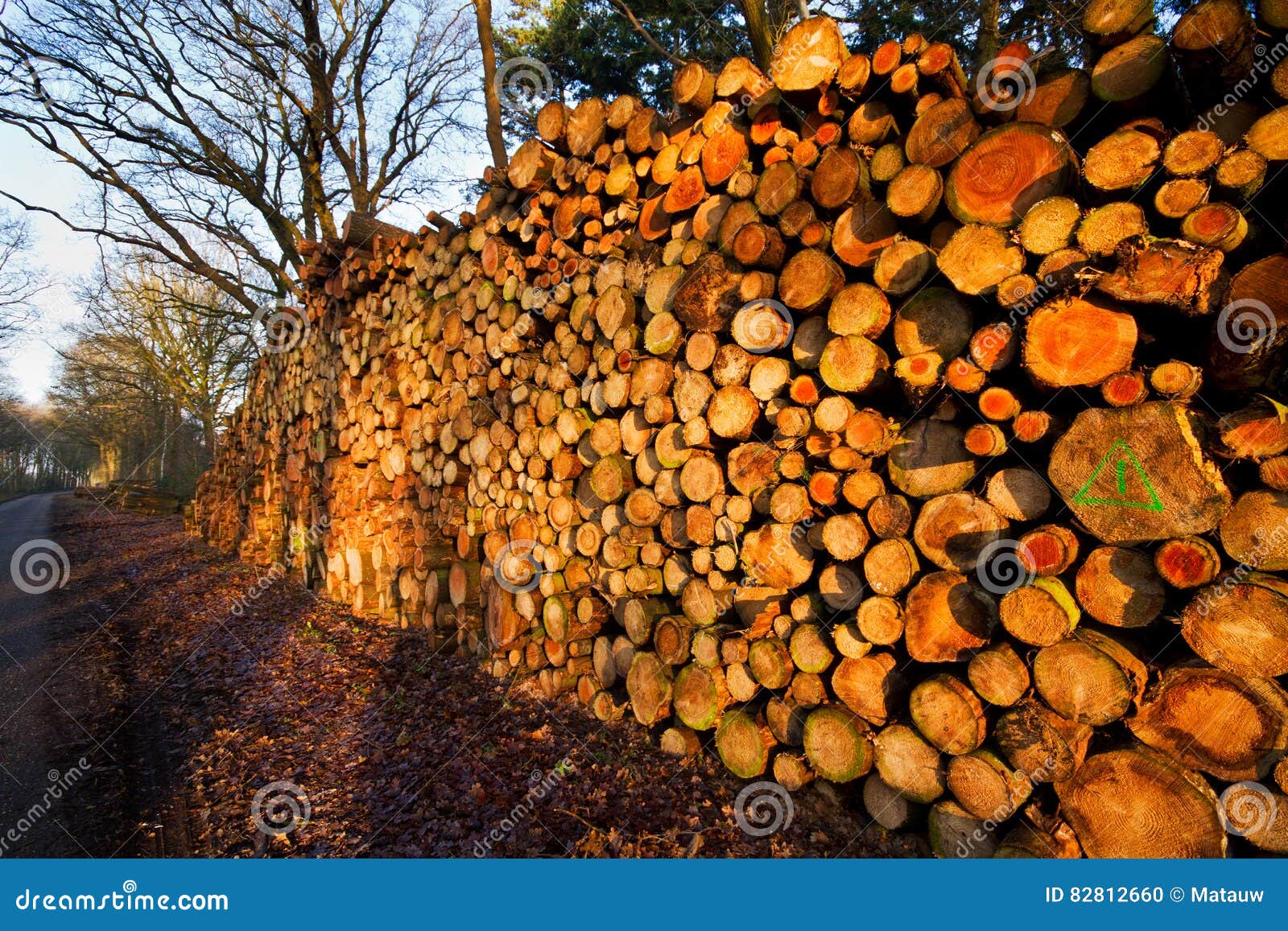 Stacked tree stems stock photo. Image of woodpile, firewood - 82812660
