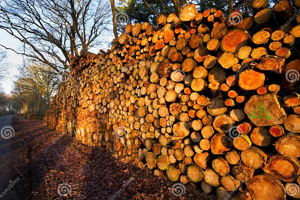 Stacked tree stems stock photo. Image of woodpile, firewood - 82812660