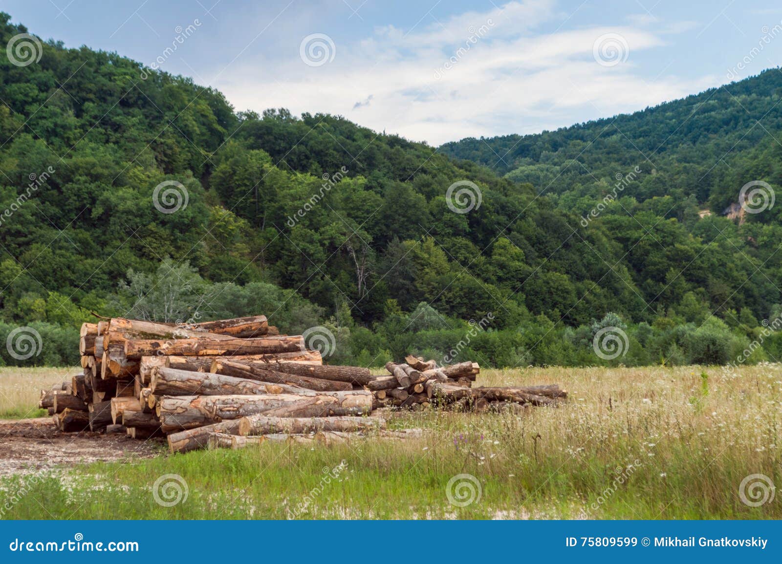 Stacked Tree Trunk in the Mountain Stock Image - Image of natural ...