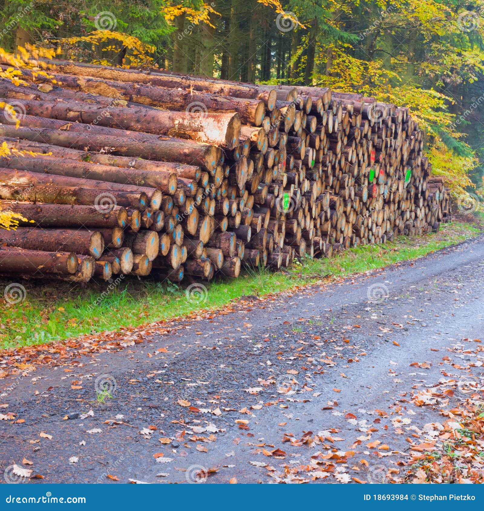 Stacked Tree Trunks in Fall-colored Forest. Stock Photo - Image of chop ...