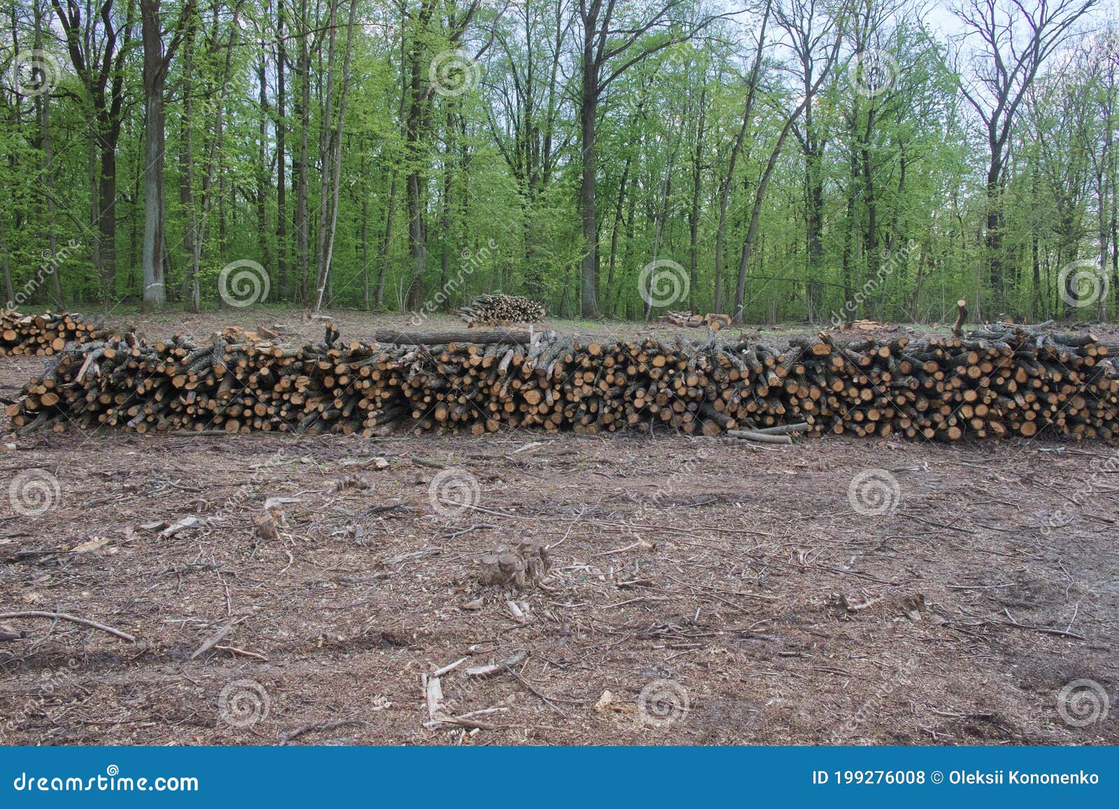Stacked Tree Trunks at Felling. Forest Clearing Stock Photo - Image of ...