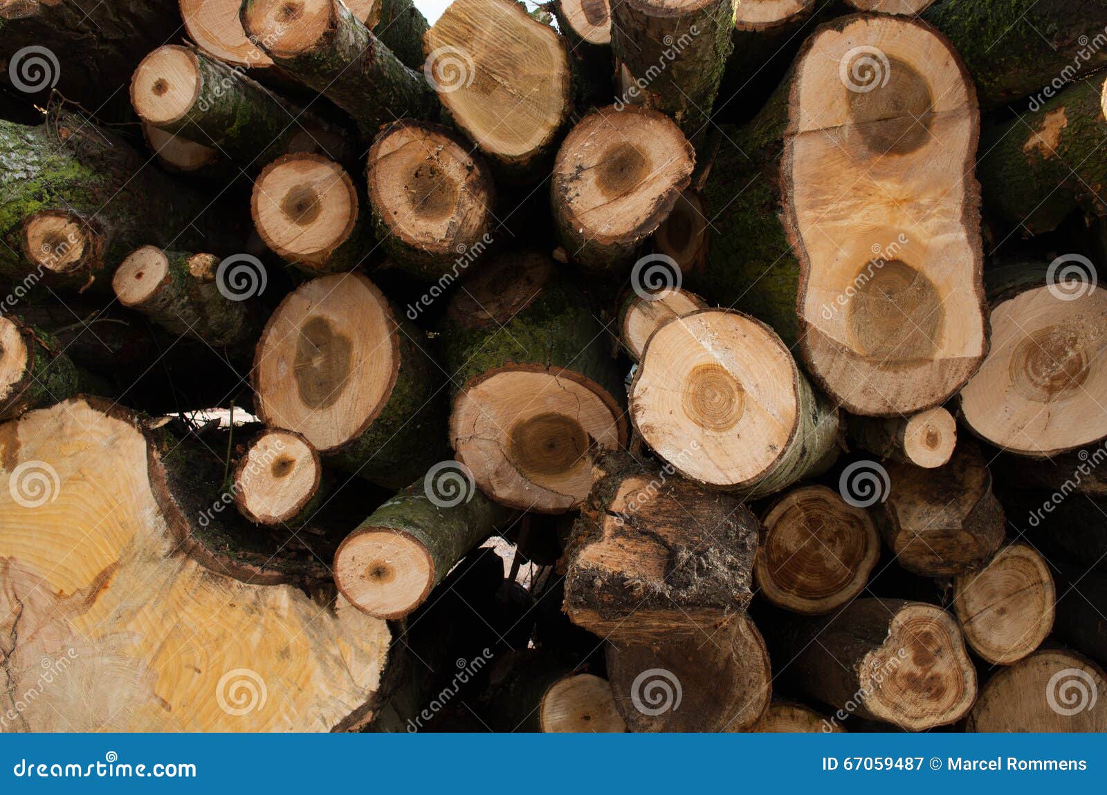 Stacked tree trunks stock image. Image of wooden, tree - 67059487