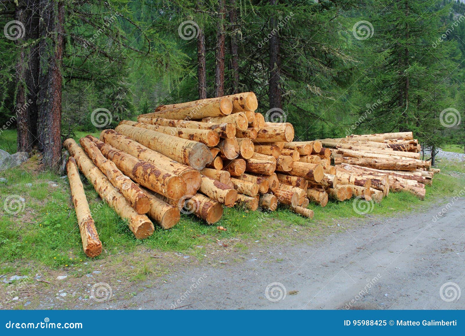 Stacked tree trunks stock image. Image of mountains, deforestation ...