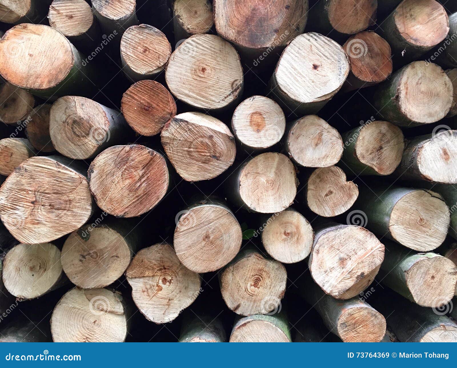 Stacked tree trunks stock image. Image of brown, forest - 73764369