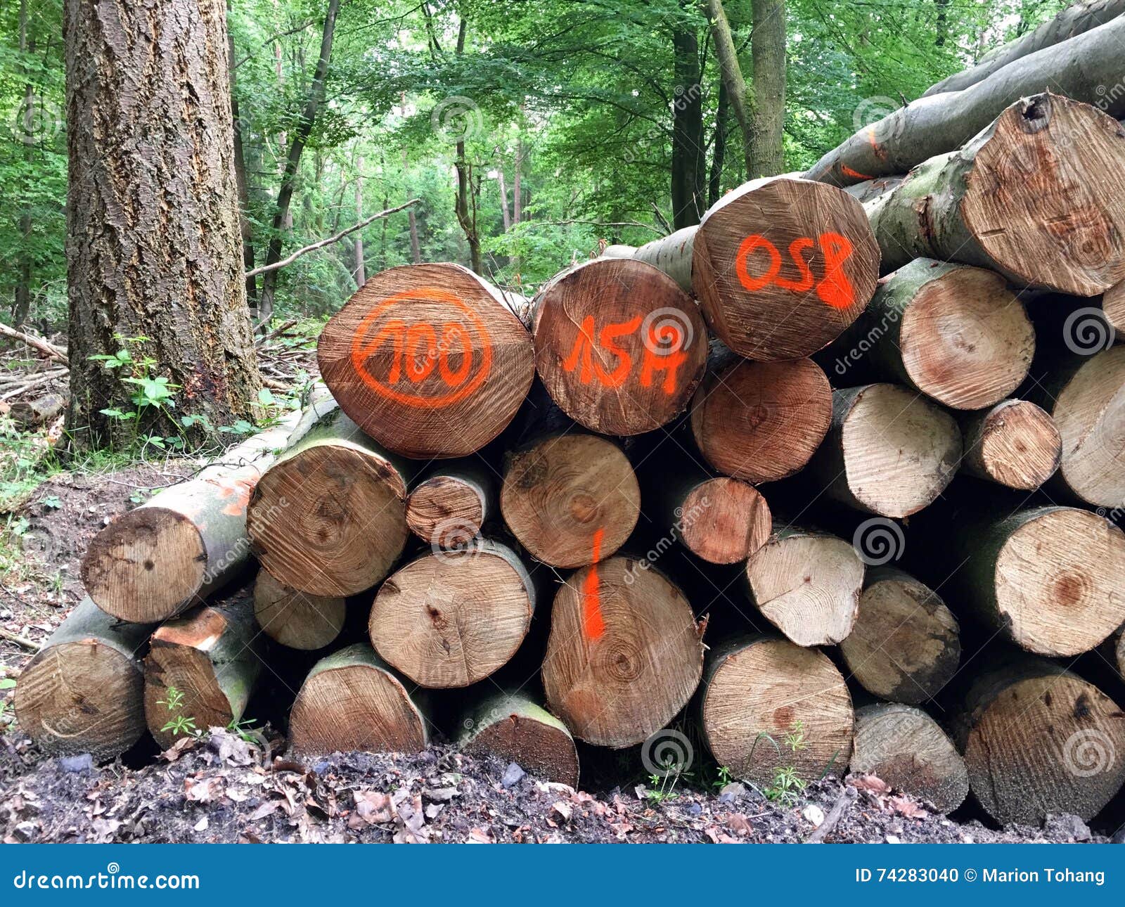 Stacked tree trunks stock photo. Image of organic, nature - 74283040
