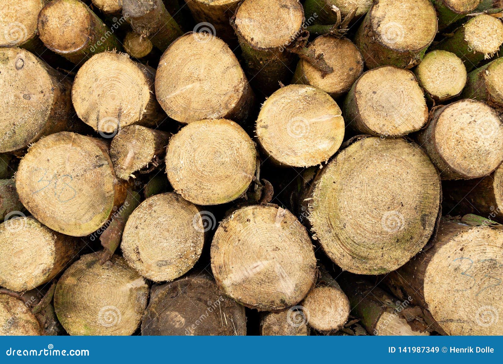 Stacked tree trunks, wood stock image. Image of template - 141987349