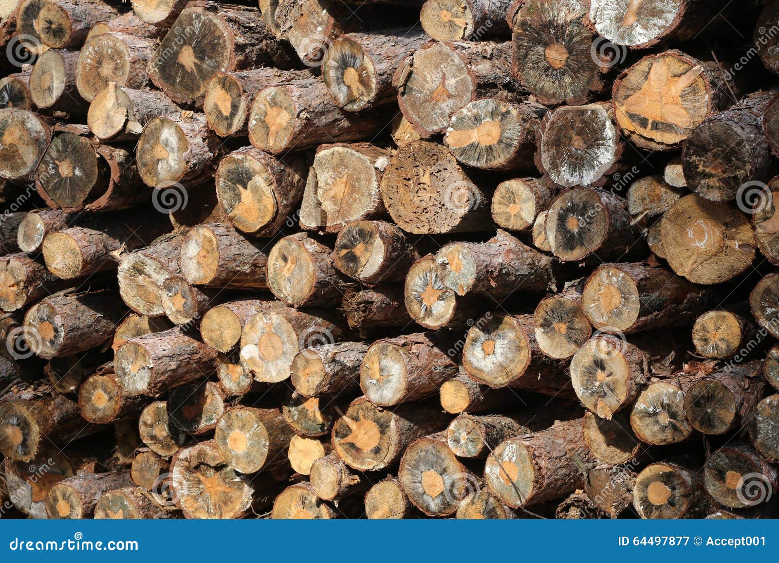 Stacked Tree Wood Logs at a Pine Forest Stock Image - Image of heap ...