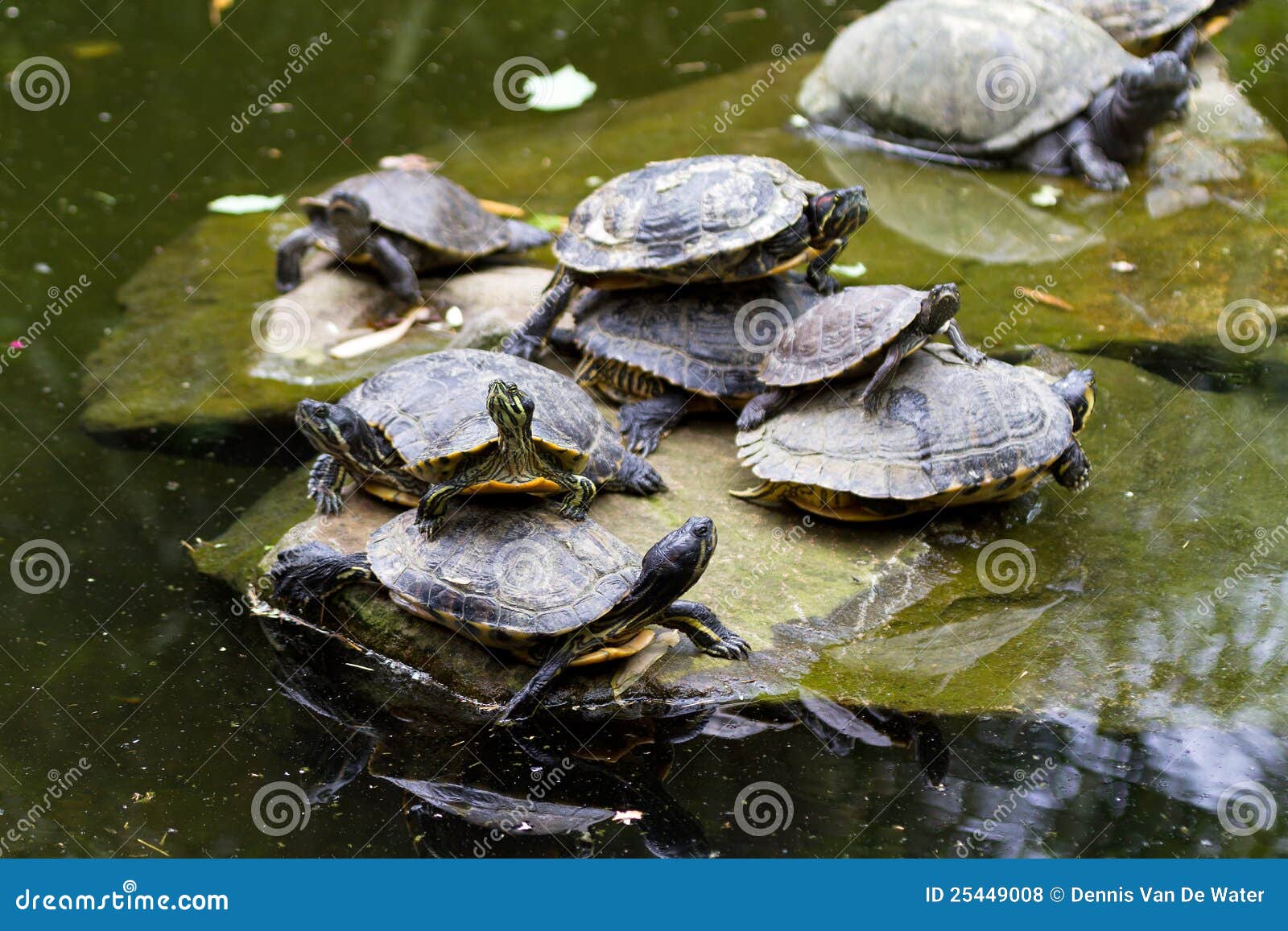 Stacked turtles stock photo. Image of calm, ecology, cute - 25449008
