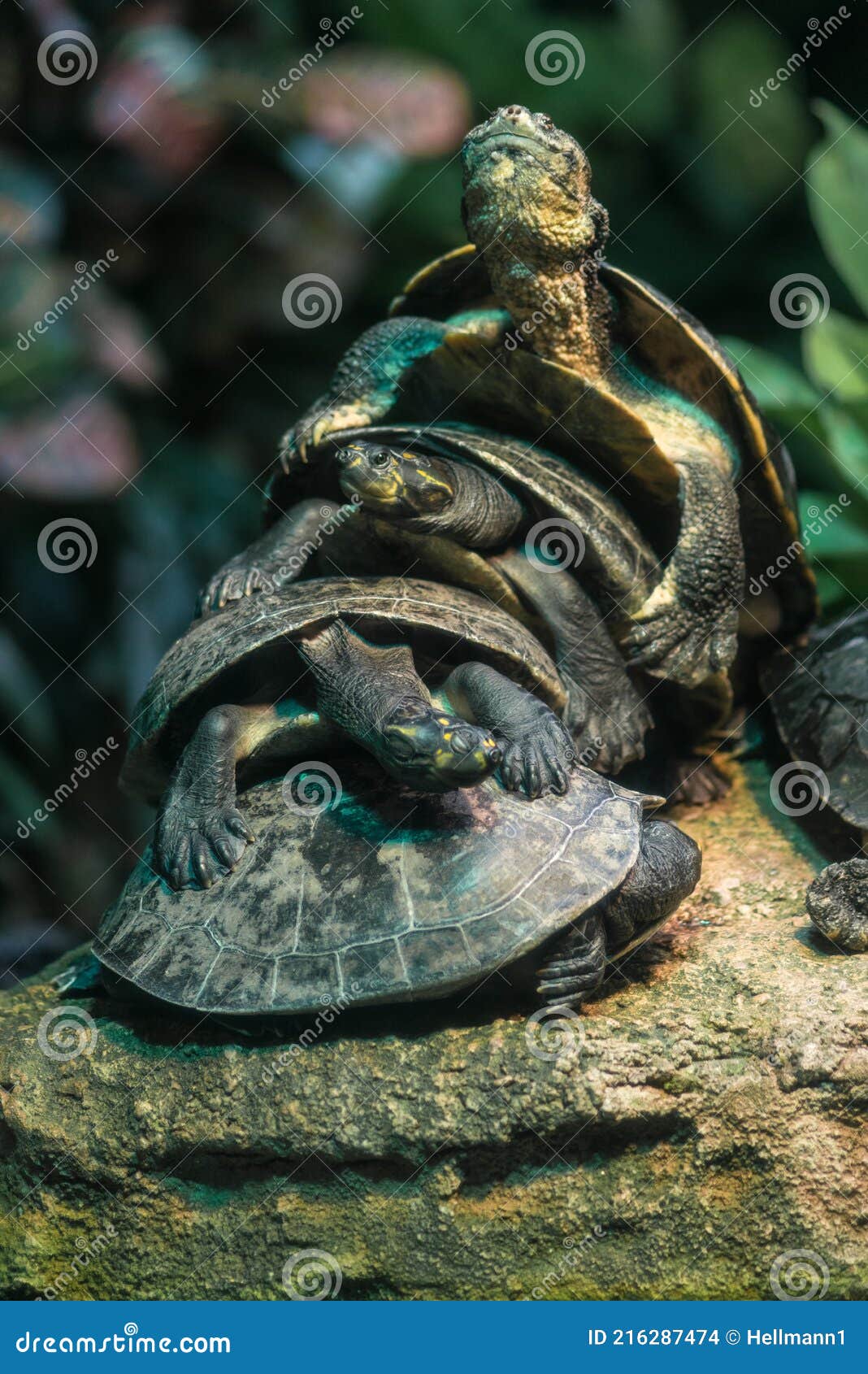 Stacked Turtles stock photo. Image of stacked, background - 216287474