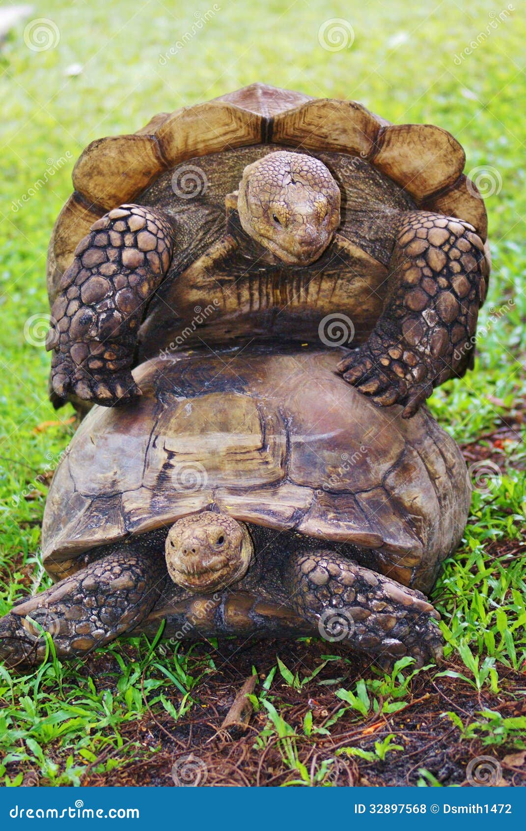 Giant Turtle on Turtle stock photo. Image of grass, legs - 32897568