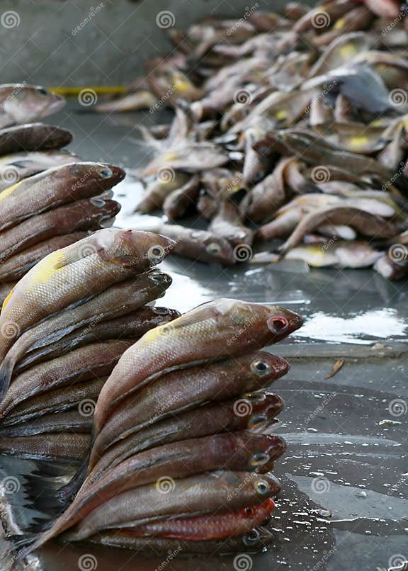 Stacked up Fish stock photo. Image of delicious, health - 5591092