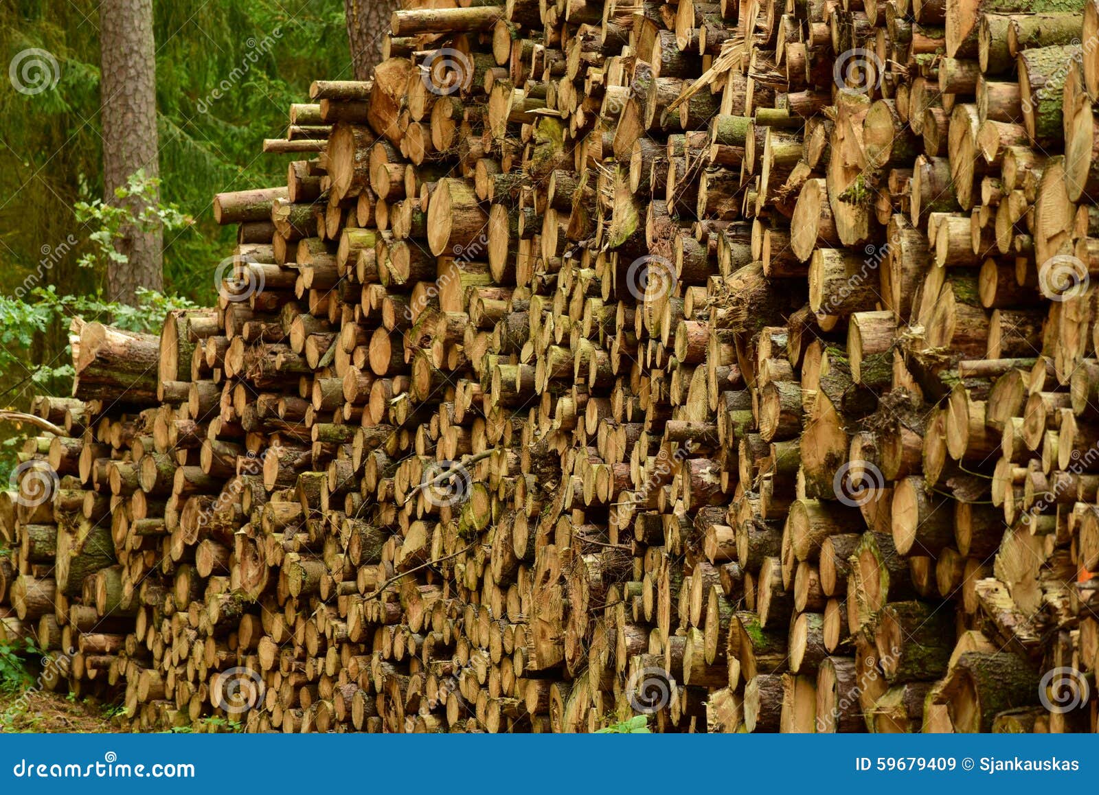 Stacked Firewood, Lumbering Stock Image - Image of environmental ...