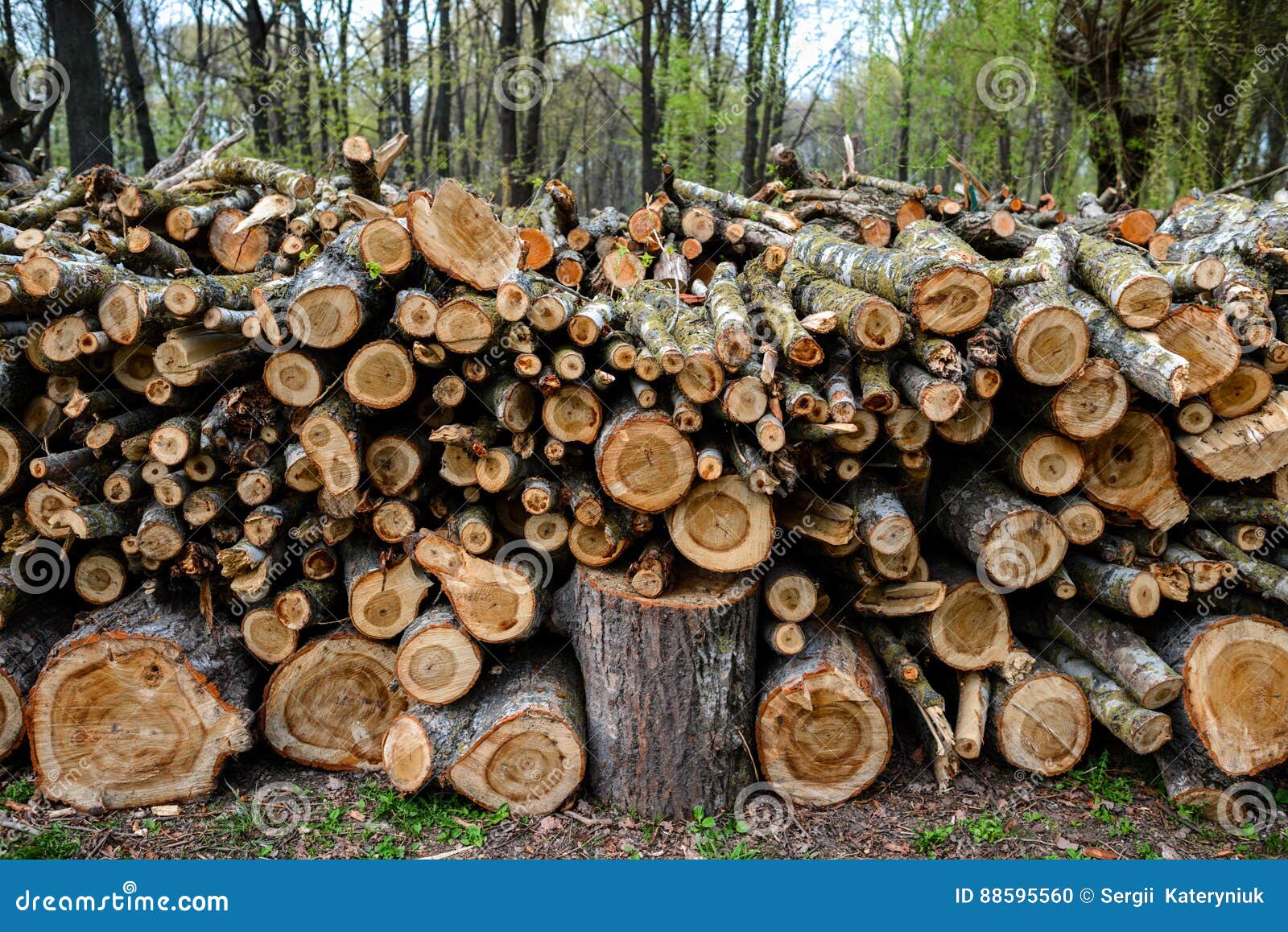 Stacked Wood Logs with Pine Trees Stock Photo - Image of industry ...