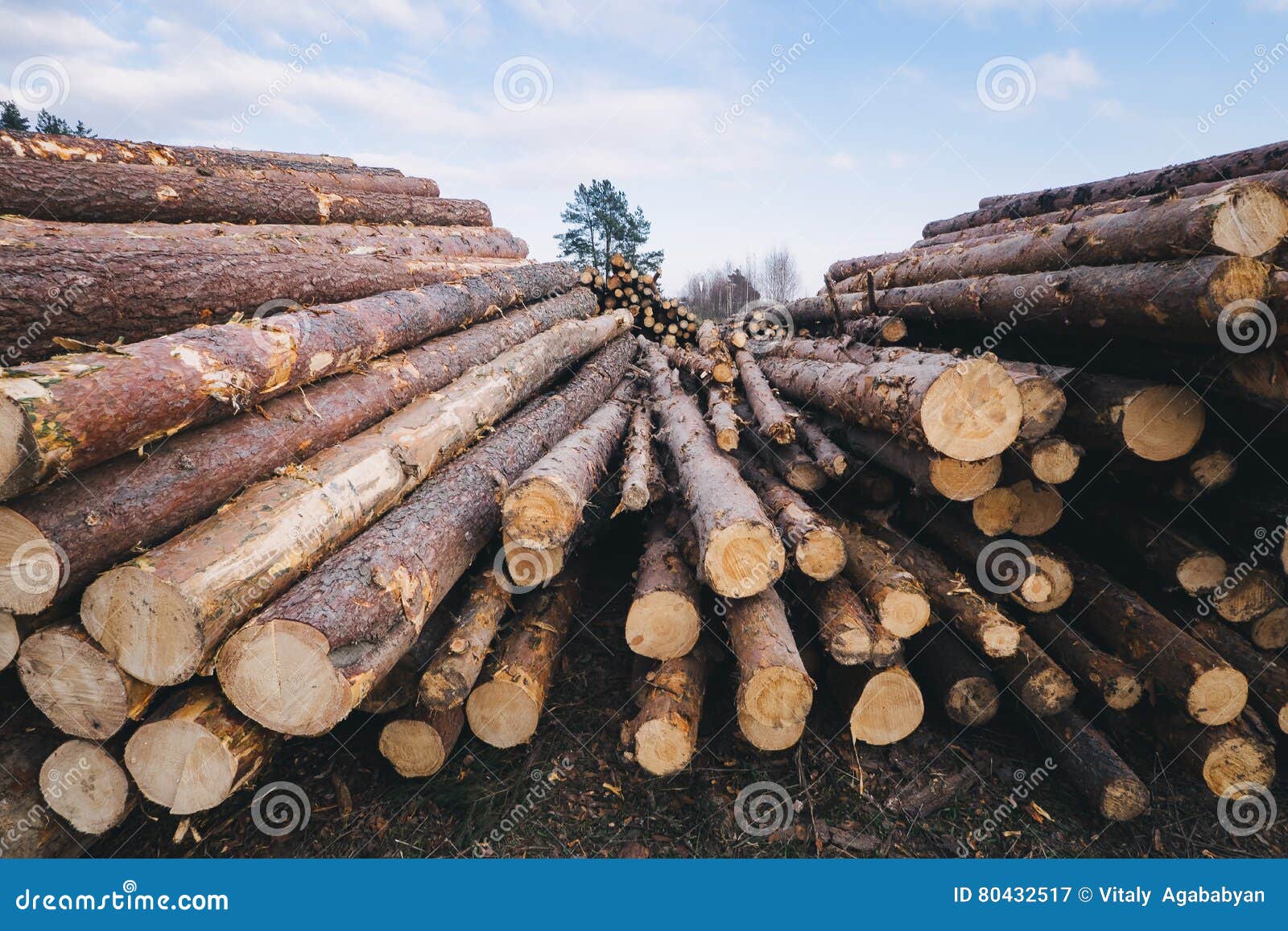 Stacked Wood Pine Timber for Construction Buildings Stock Image - Image ...