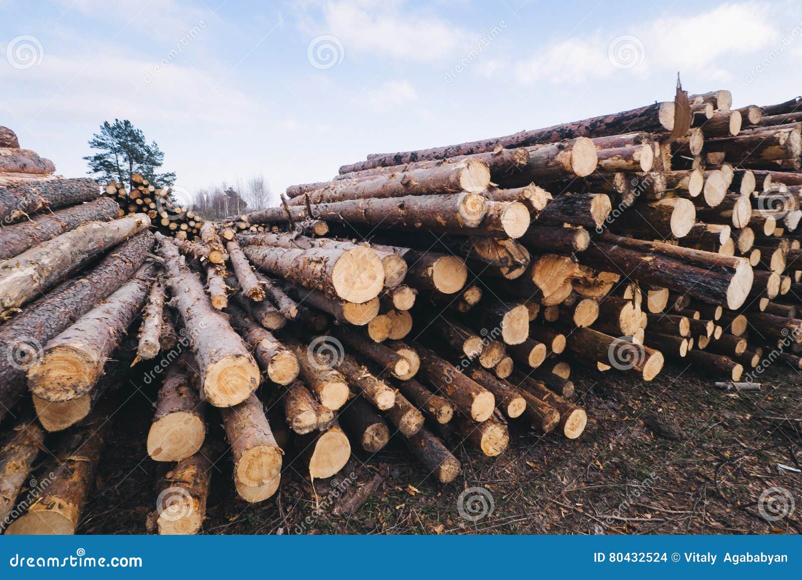 Stacked Wood Pine Timber for Construction Buildings Stock Photo - Image ...