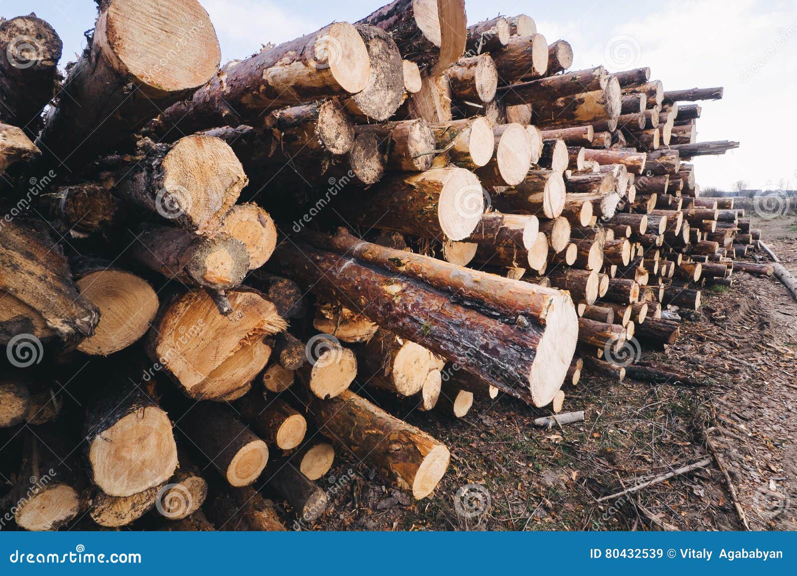 Stacked Wood Pine Timber for Construction Buildings Stock Image - Image ...