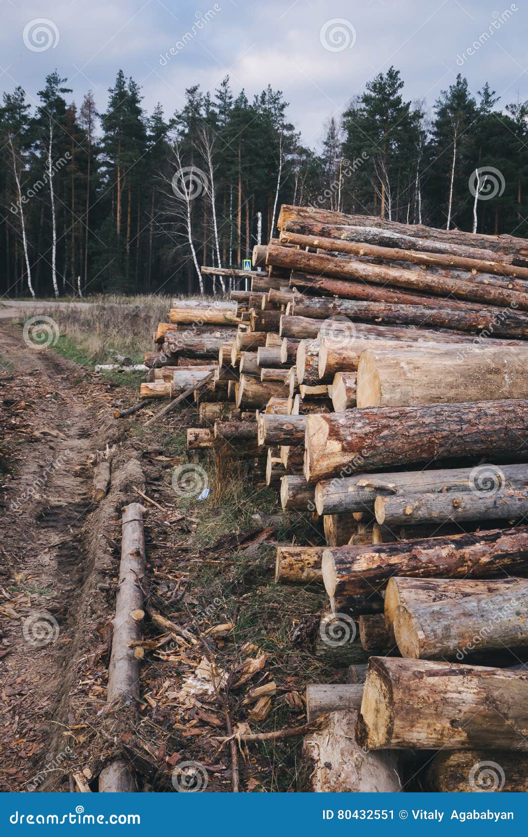Stacked Wood Pine Timber for Construction Buildings Stock Image - Image ...