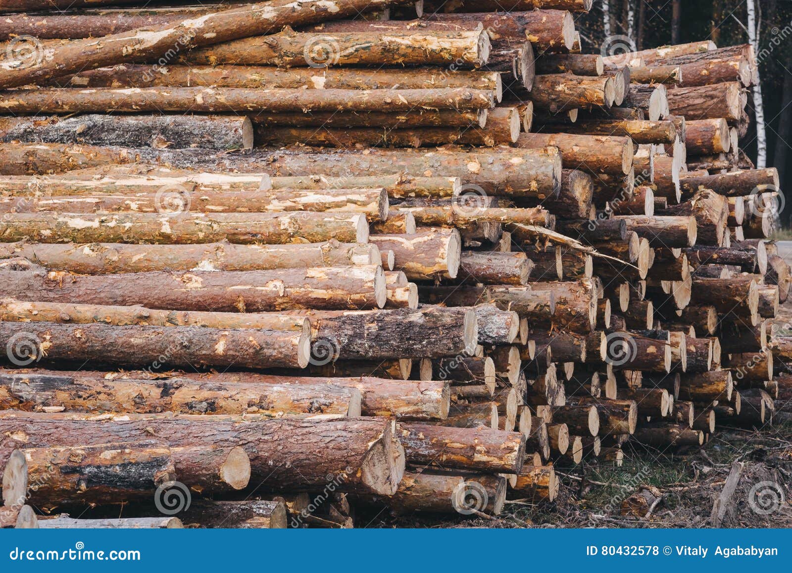 Stacked Wood Pine Timber for Construction Buildings Stock Photo - Image ...