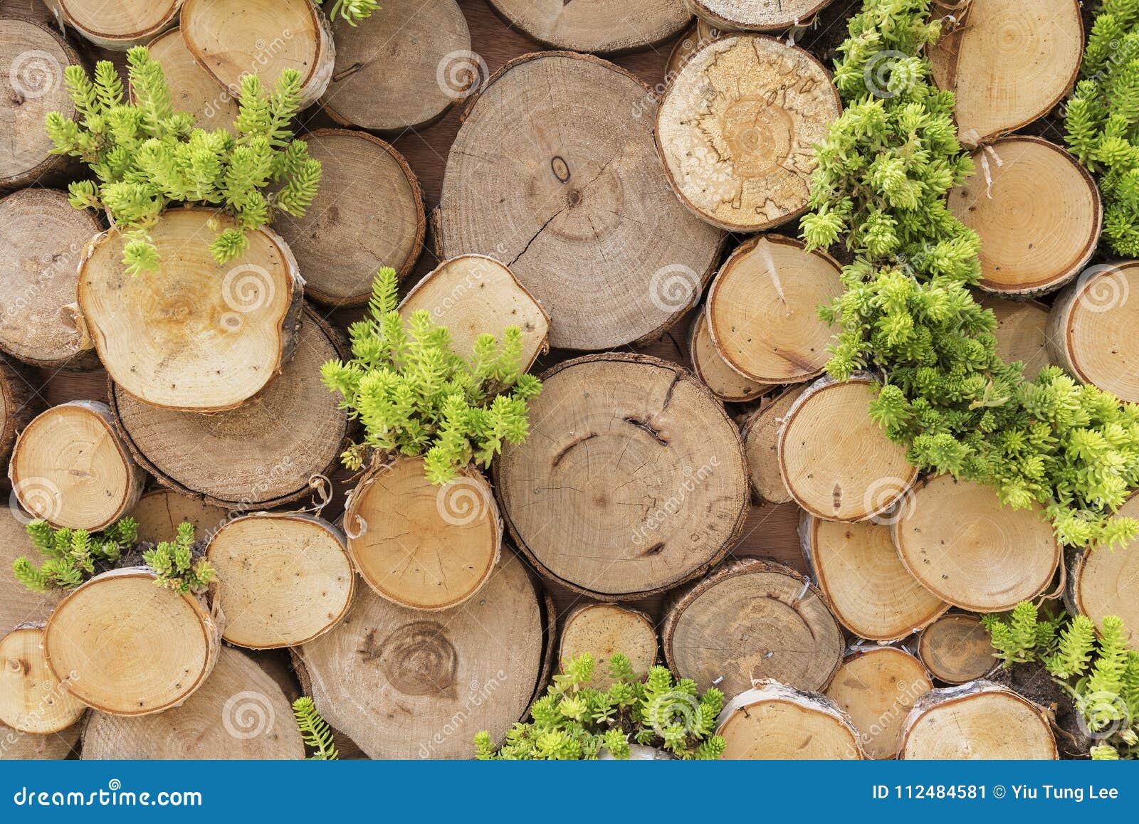 Stack of timber stock image. Image of stack, harvest - 112484581