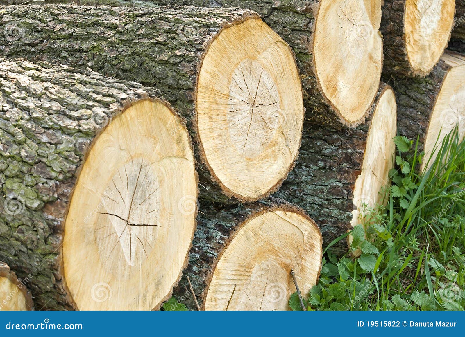 Stacked Wooden Logs, Tree Trunks Stock Photo - Image of forest, storage ...