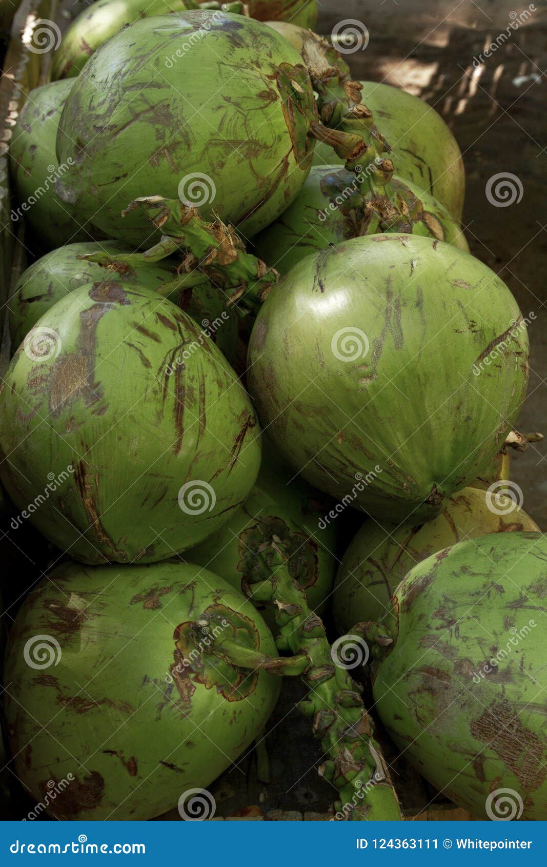 Stacked of young coconuts stock image. Image of healthy - 124363111