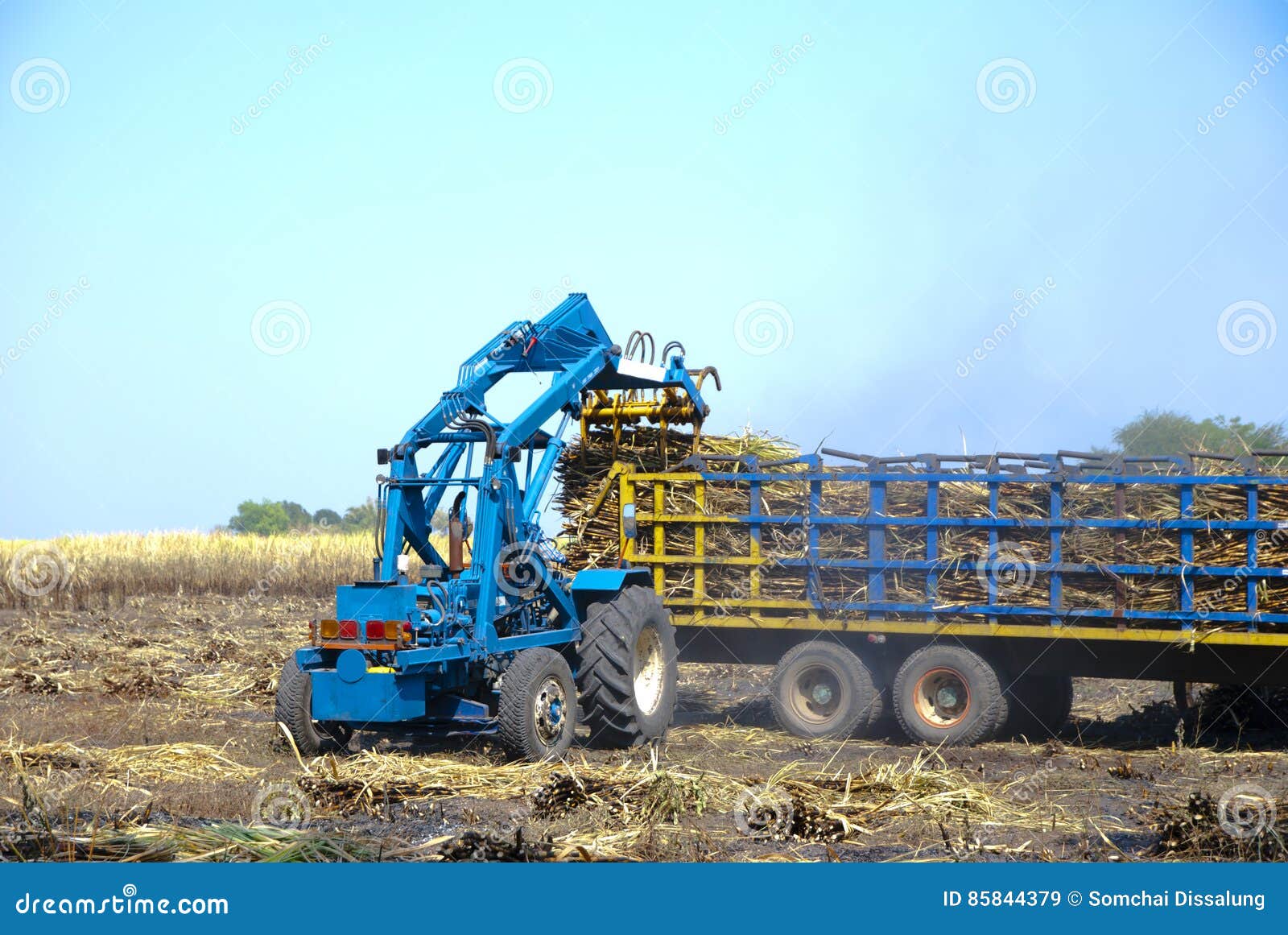 Stacker Cane for Farmer in Thailand Stock Image - Image of blue ...