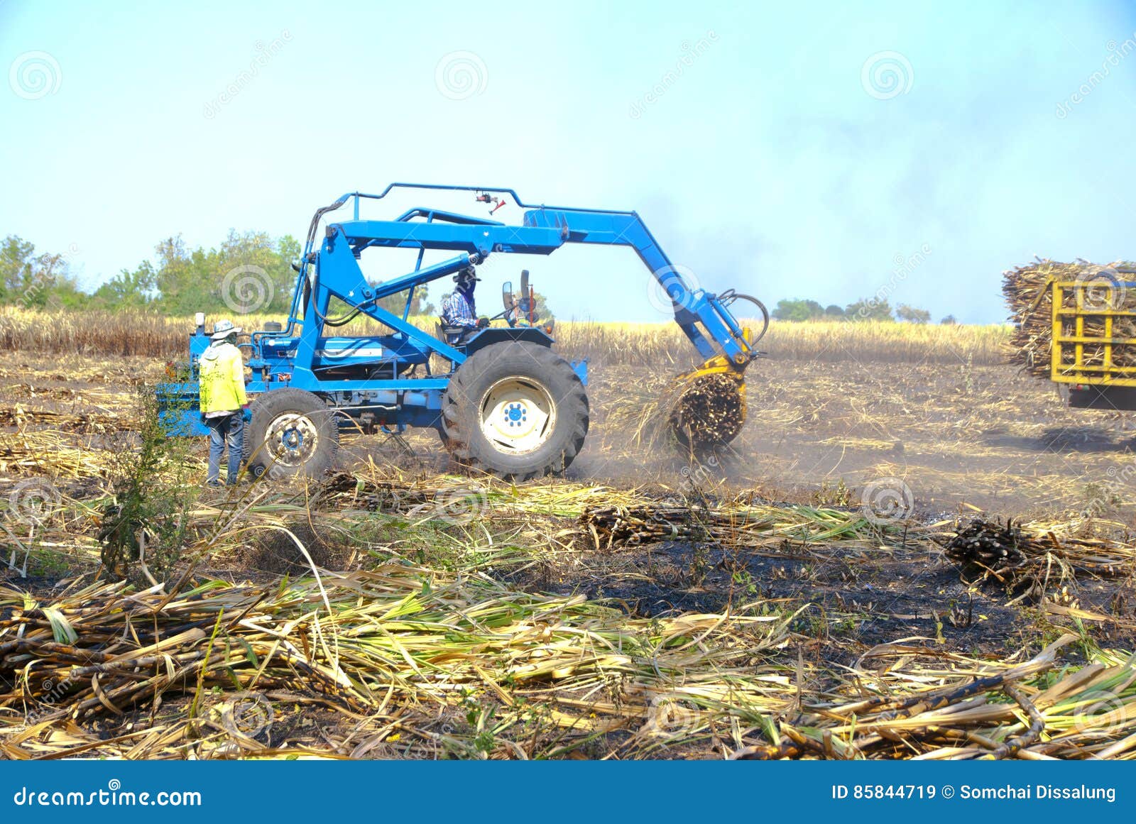 Stacker Cane for Farmer in Thailand Editorial Stock Image - Image of ...