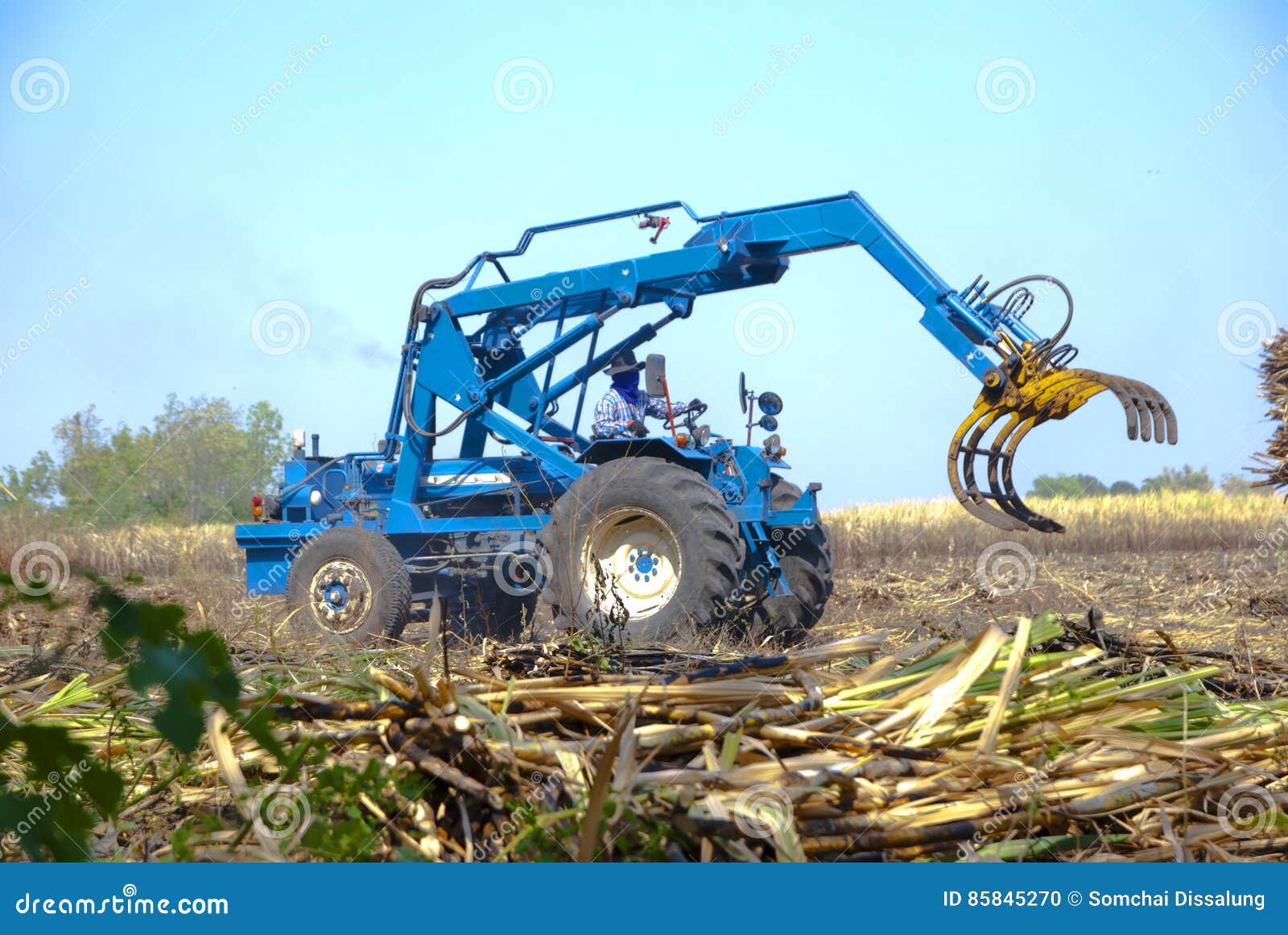 Stacker Cane for Farmer in Thailand Editorial Image - Image of leaf ...