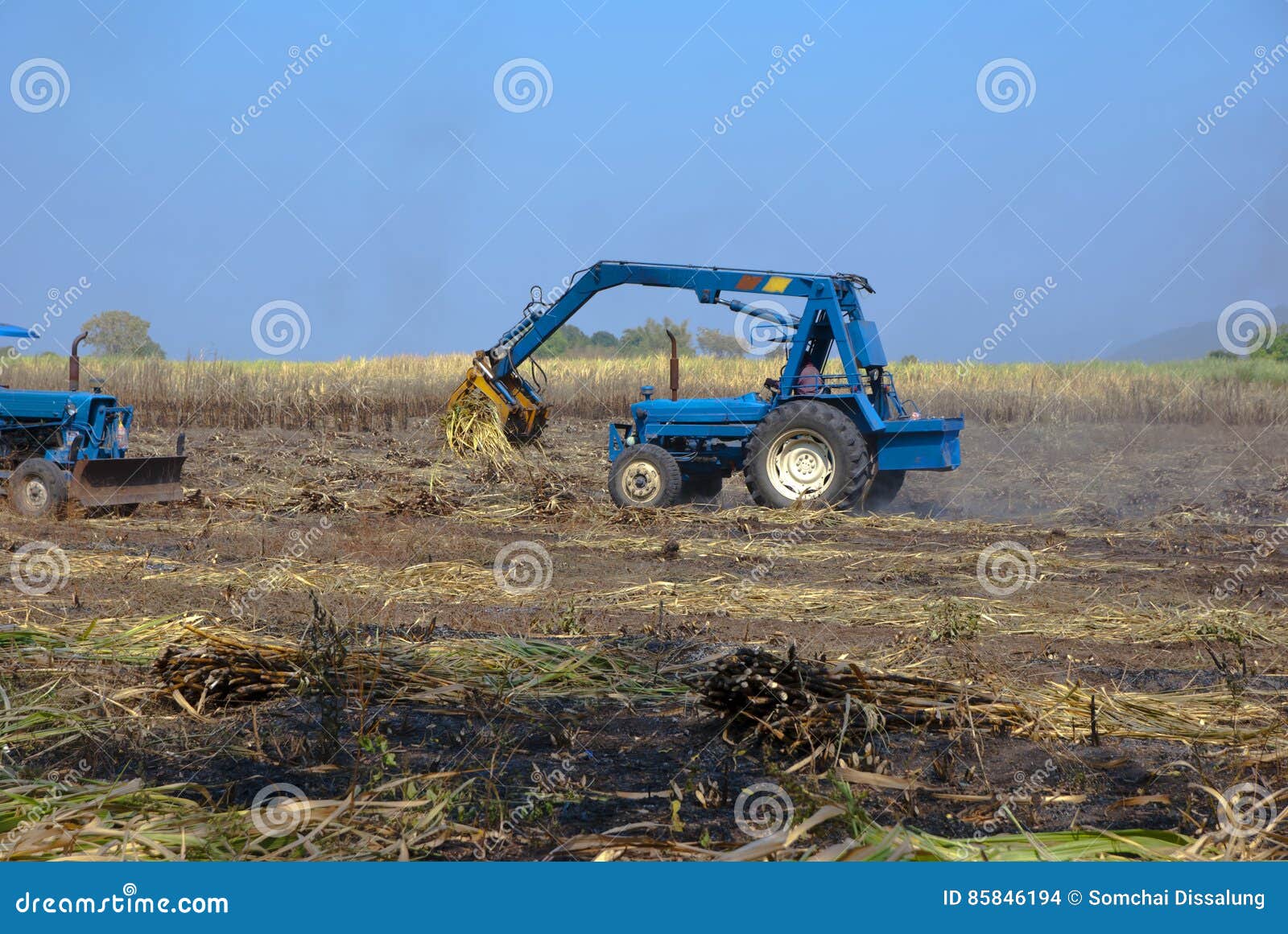 Stacker Cane for Farmer in Thailand Stock Photo - Image of field ...