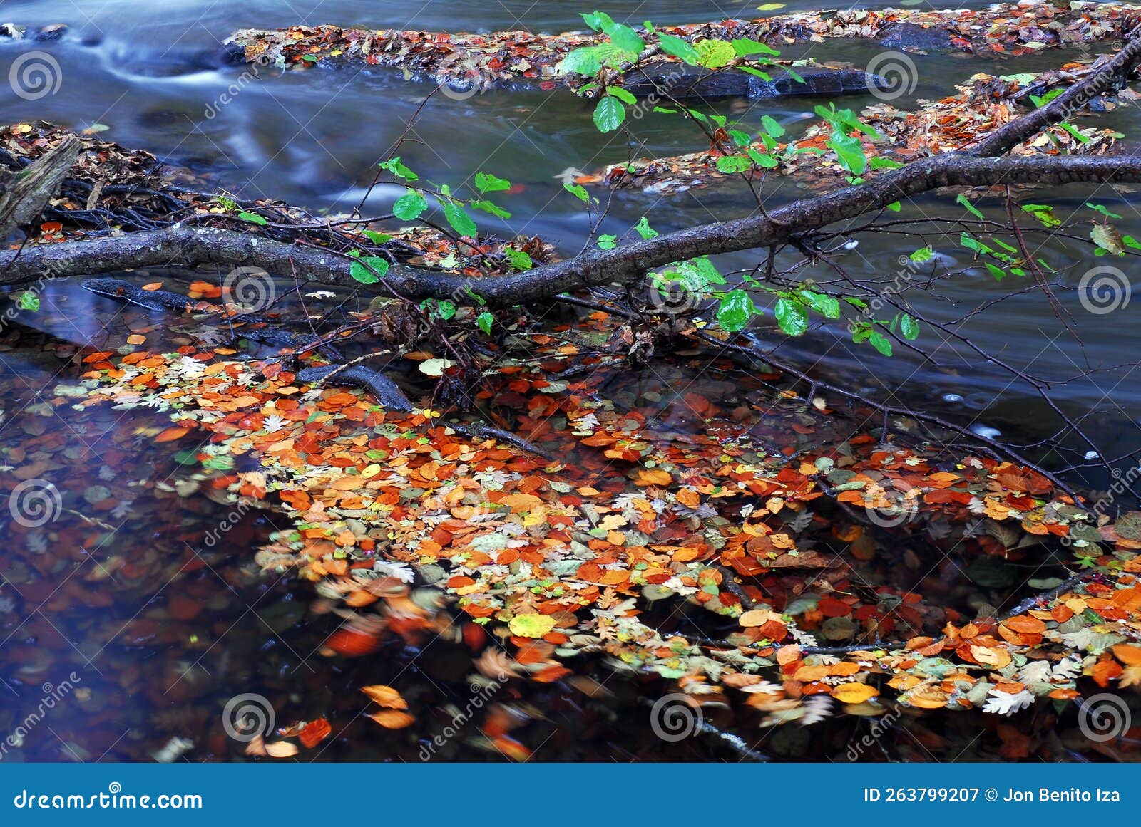 Stacking of Autumnal Leaves in a River Stock Image - Image of leaf ...