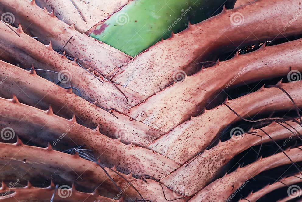 Stacking of Branches in Nature Stock Photo - Image of forest, plant ...
