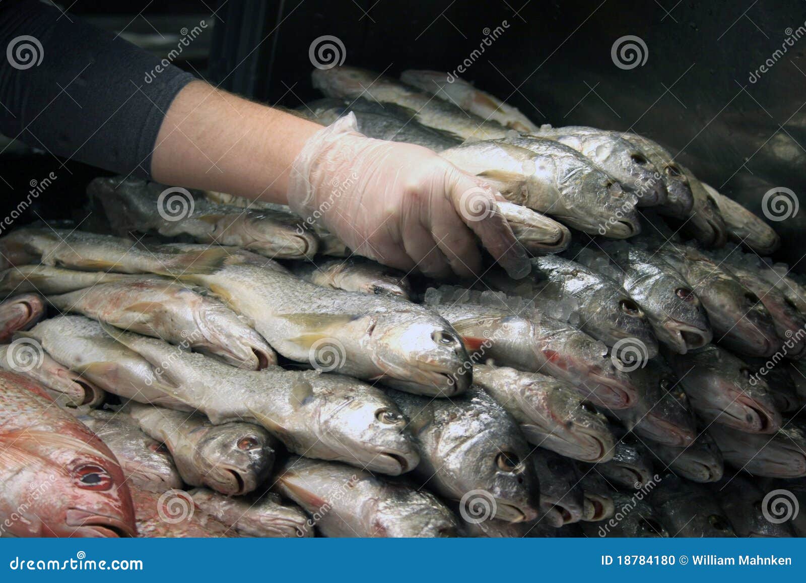 Stacking Fish stock photo. Image of store, eating, freshness - 18784180