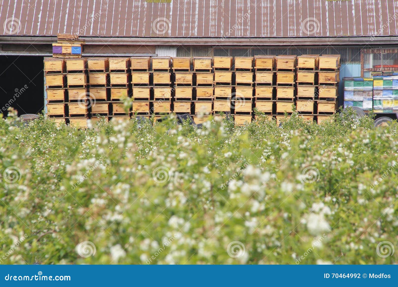 Stacks of Bee Boxes stock photo. Image of exterior, farm - 70464992