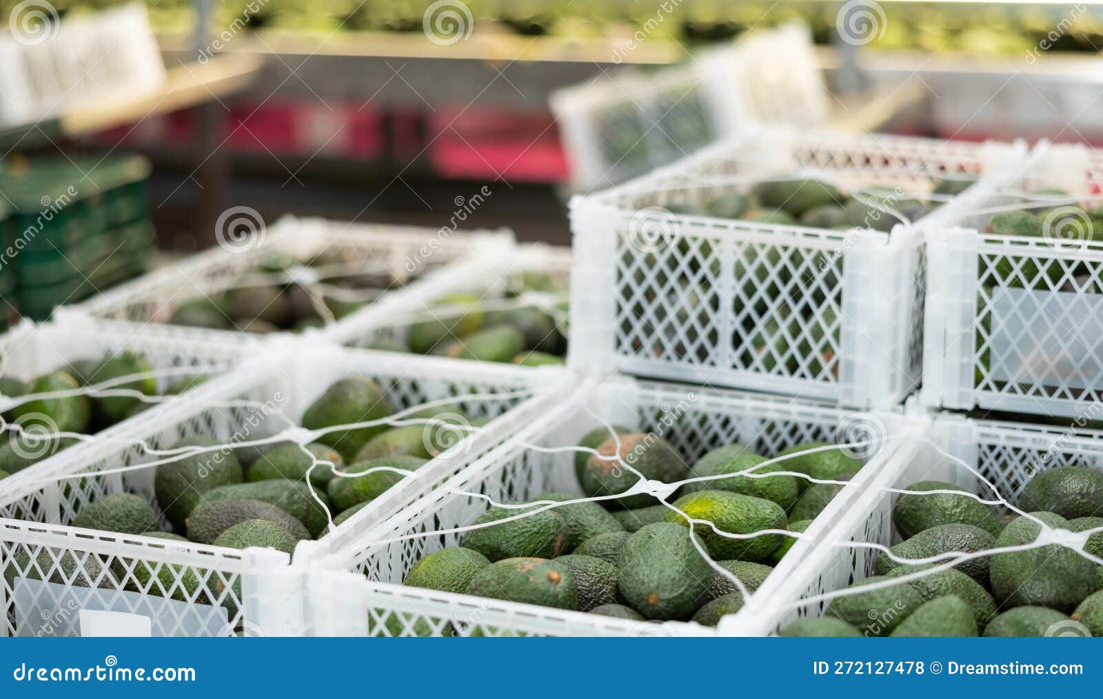 Stacks of Boxes with Selected Ripe Hass Avocados in Fruit Warehouse ...