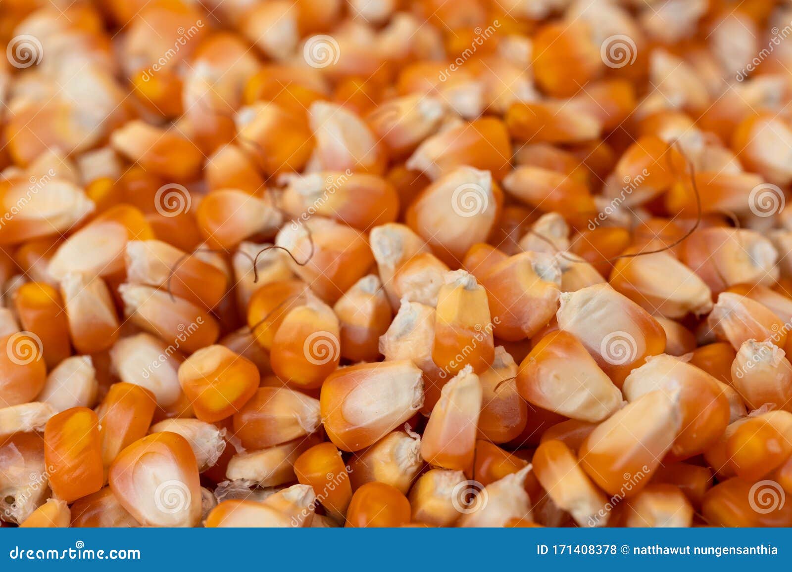 Stacks of Corn Lined Up for Drying Stock Photo - Image of grain ...